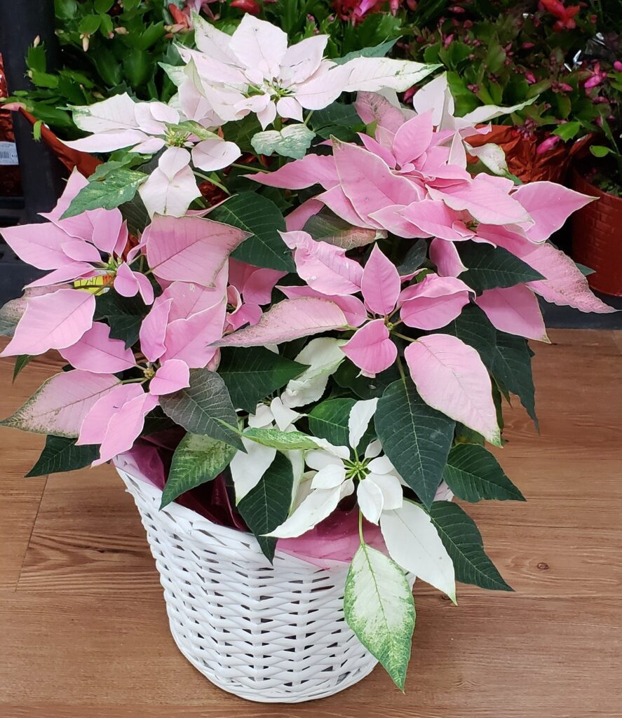 Be Creative with Your Poinsettia