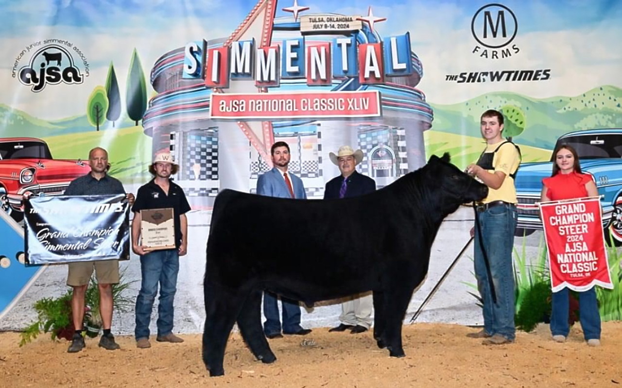 Grand Champion Steer at the National Simmental Cattle Show